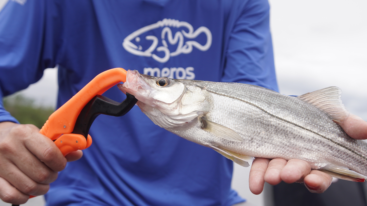 Lançado guia gratuito de boas práticas de pesca esportiva - Lugares ECO