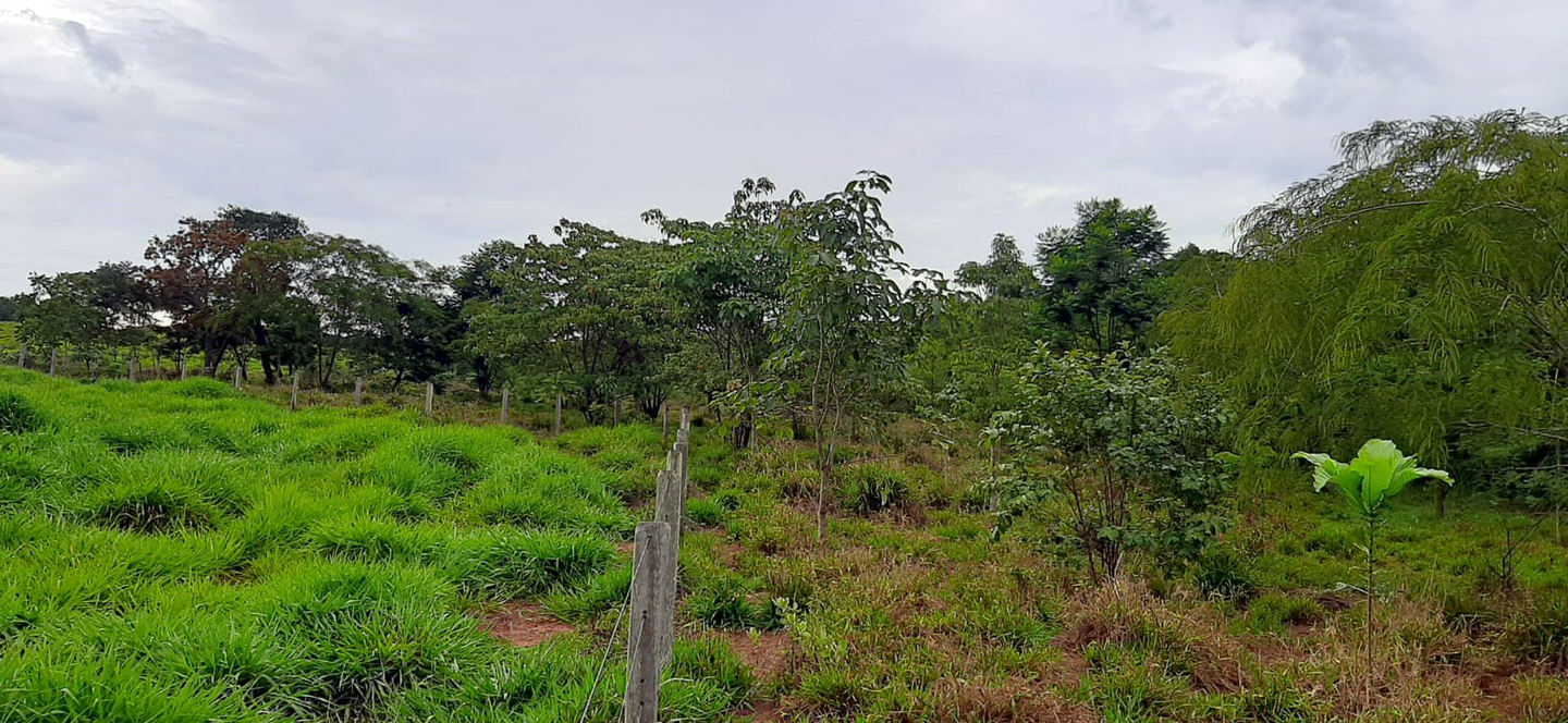 ASSOCIAÇÃO VAI PLANTAR CINCO MIL MUDAS NATIVAS NO GUARIROBA - Lugares ECO