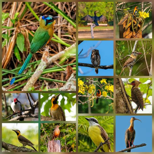 Birdwatching: descobrindo a beleza dos pássaros - Lugares ECO